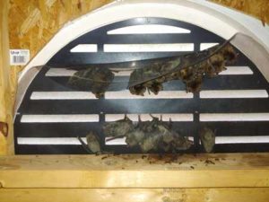 Bat Removal Coats, NC