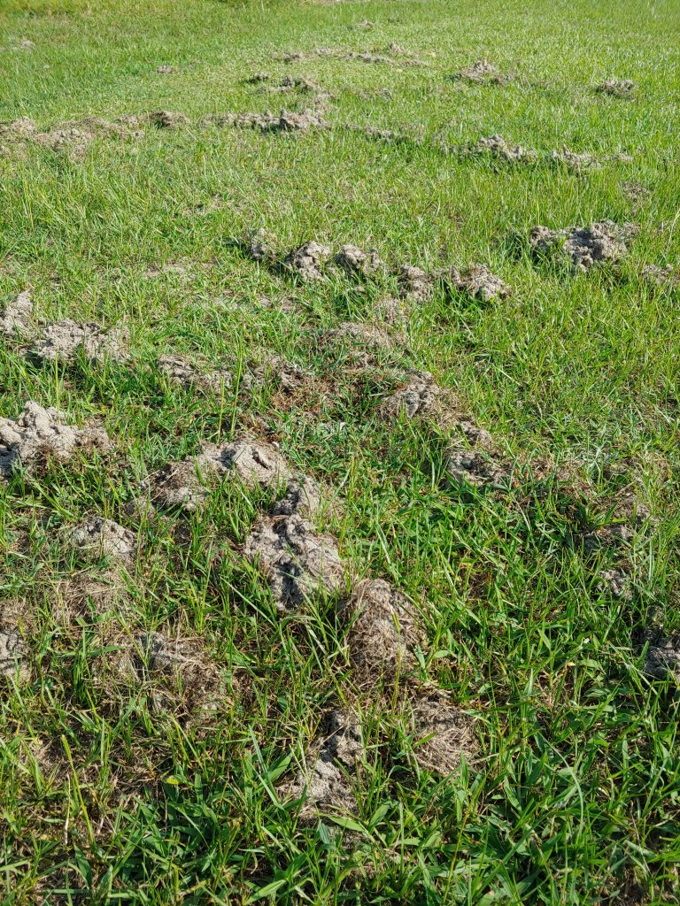 Mole & Vole Removal | Freedom Wildlife Solutions & Pest Control