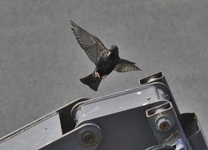 5 Things To Know About Birds In Vents