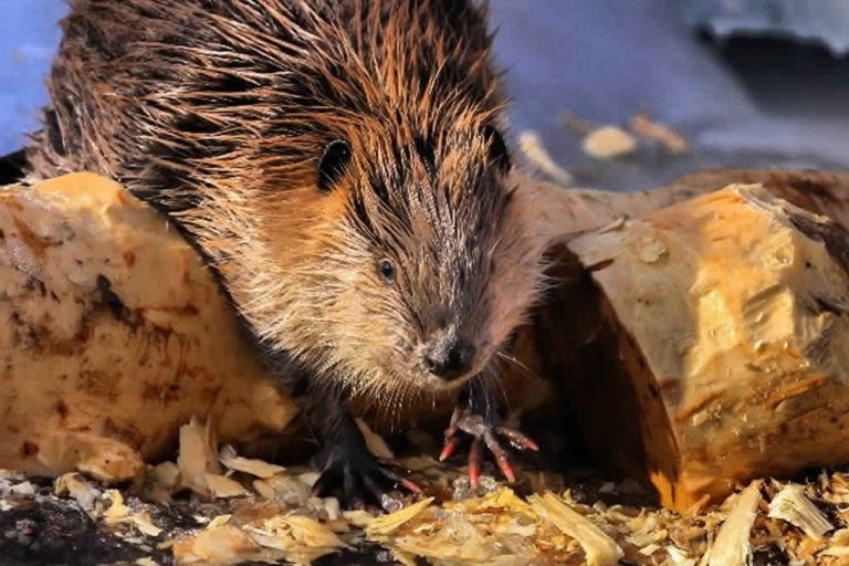 Mole & Vole Removal | NC Pest Control | Freedom Wildlife Solutions