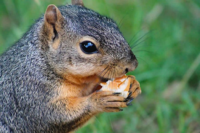 Mole & Vole Removal | NC Pest Control | Freedom Wildlife Solutions
