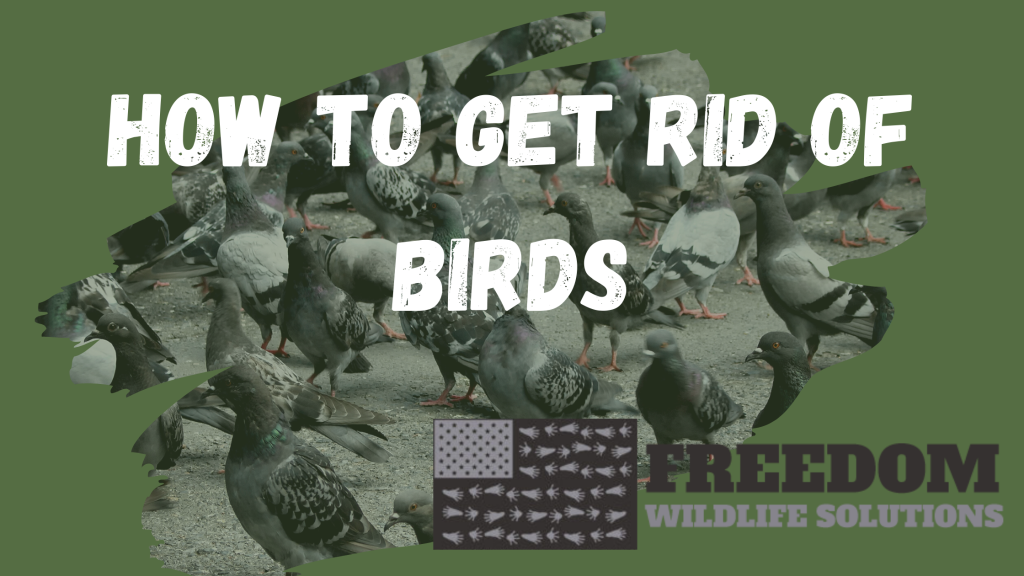 Here are some ways to get rid of birds causing problems!