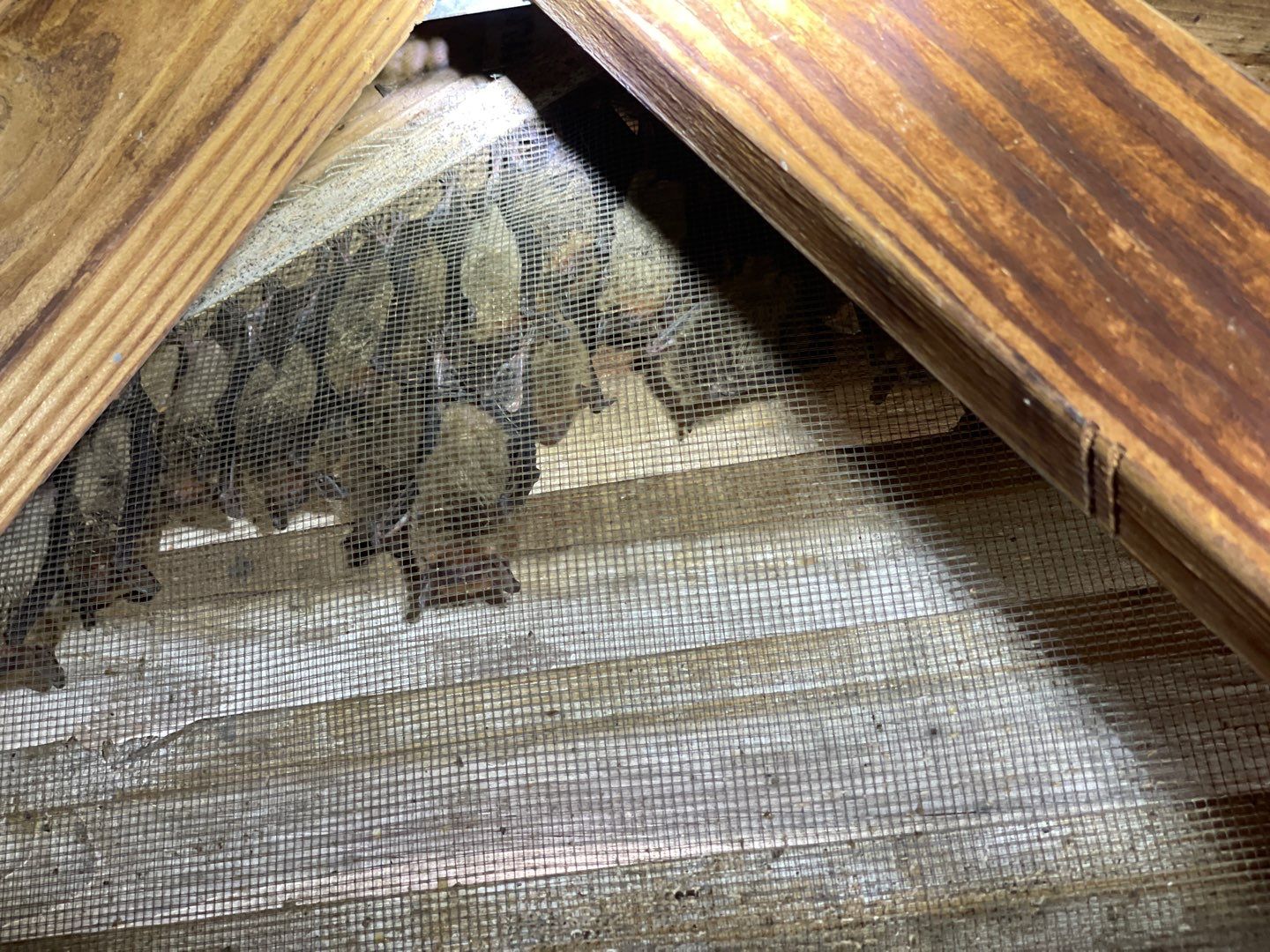 What To Do If You Find A Bat In Your Home