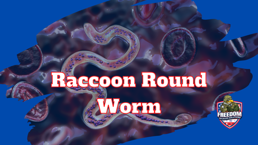 Raccoon Round Worm - Freedom Wildlife Solutions & Pest Control