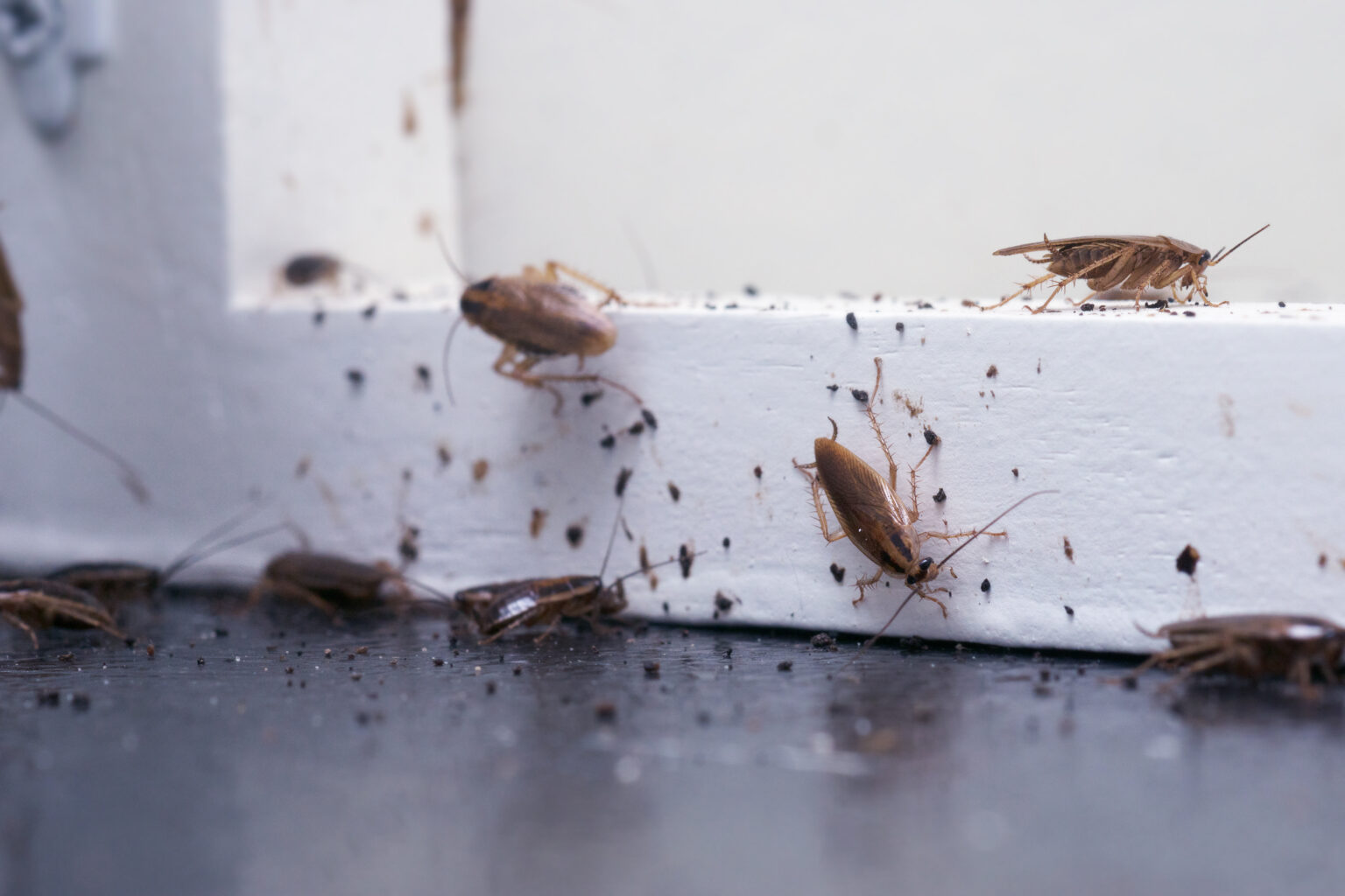 Roach Control | Cary Pest Control | Freedom Wildlife Solutions