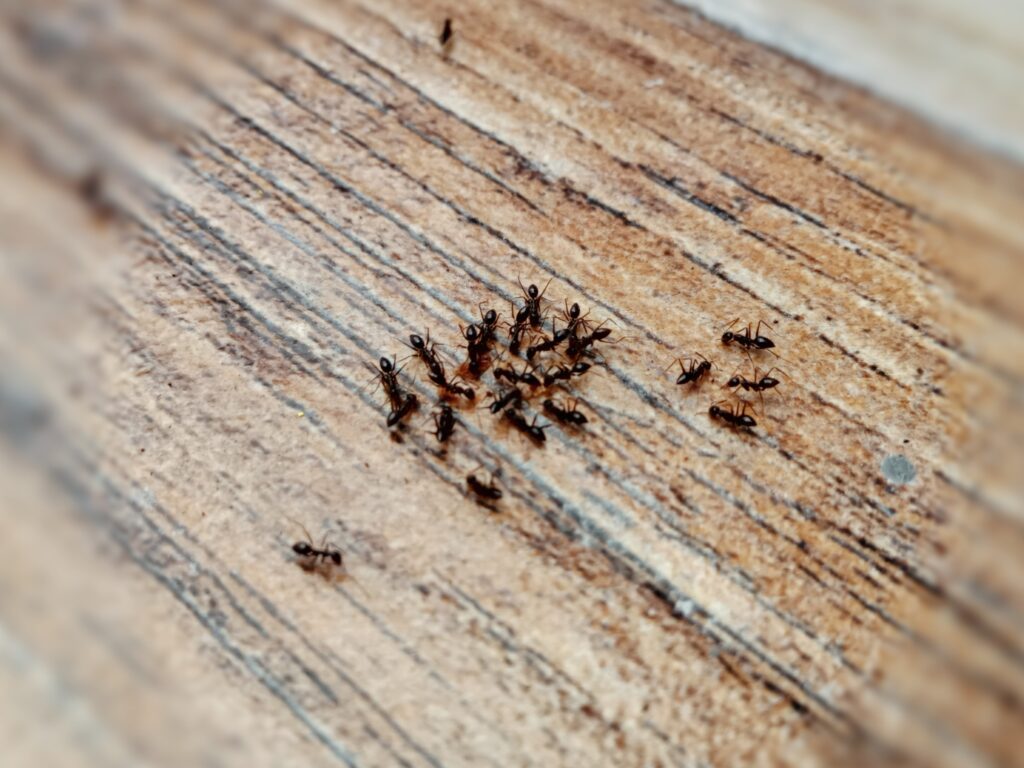 Expert Ant Control | Raleigh Pest Control | Freedom Wildlife Solutions