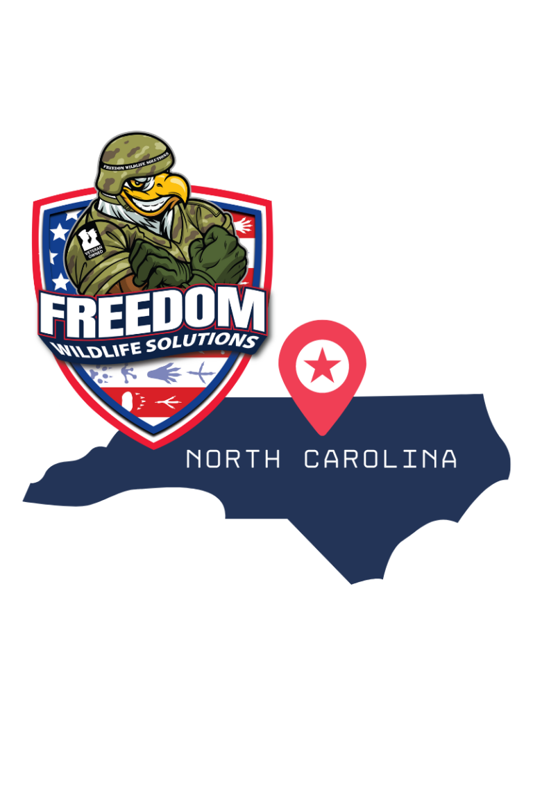 Termite Control Raleigh NC | Freedom Wildlife Solutions