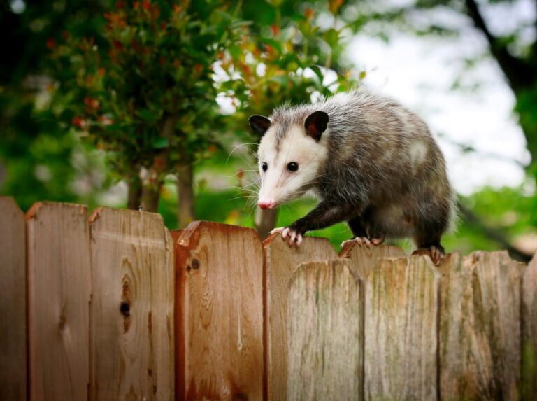 Do Opossums Get Rabies? - Unraveling the Mystery