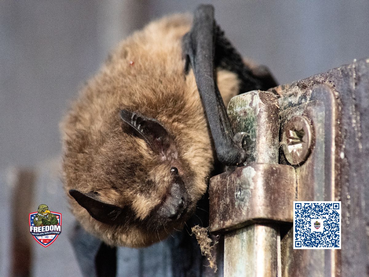 Bat Control Services: The Best Solution for Your Bat Problem