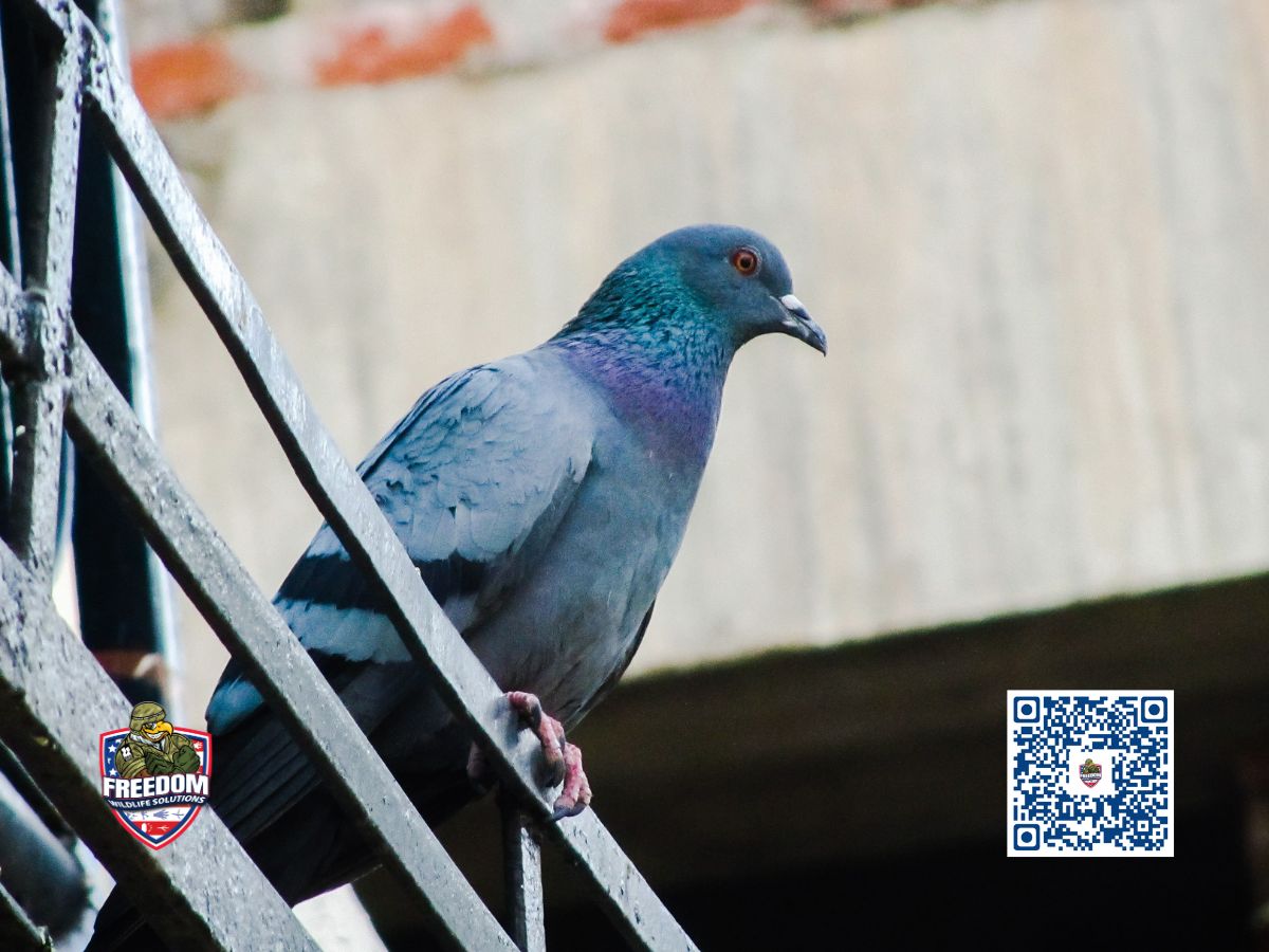 Expert Bird Catchers in Clayton, NC