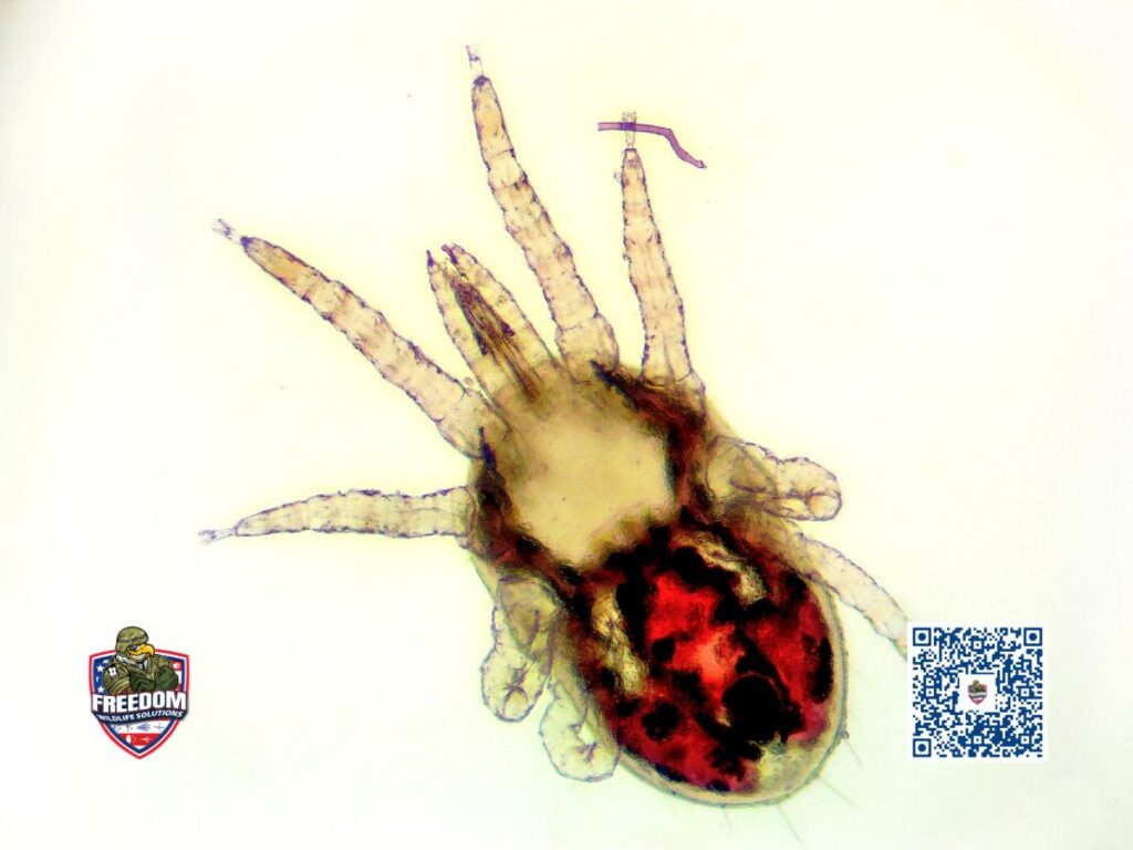 Bird Mite Control | NC Pest Control | Freedom Wildlife Solutions