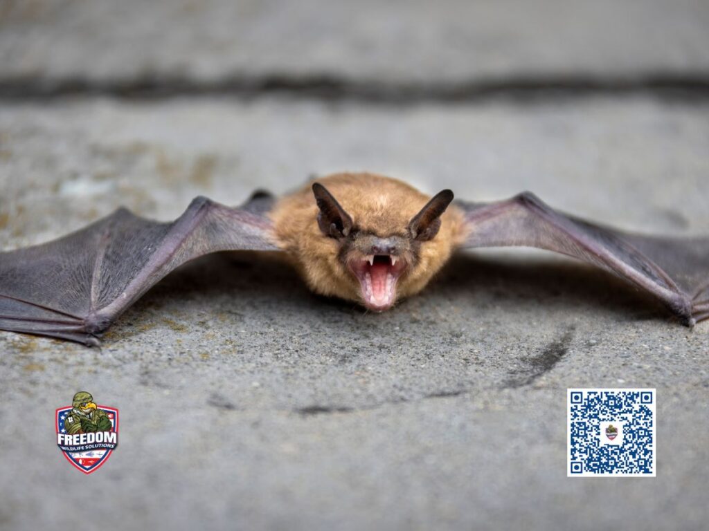 Bat Removal Clayton, NC | Freedom Wildlife Solutions