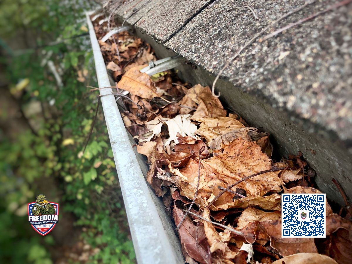 Gutter Cleaning Raleigh NC | Freedom Wildlife Solutions