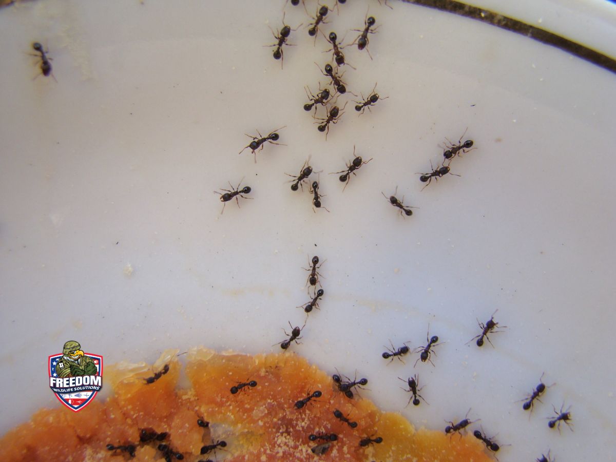 Pest Control