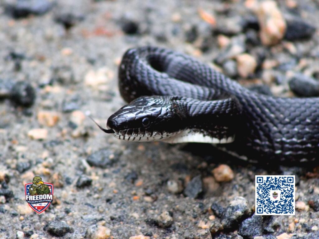 Snake Removal Knightdale, NC