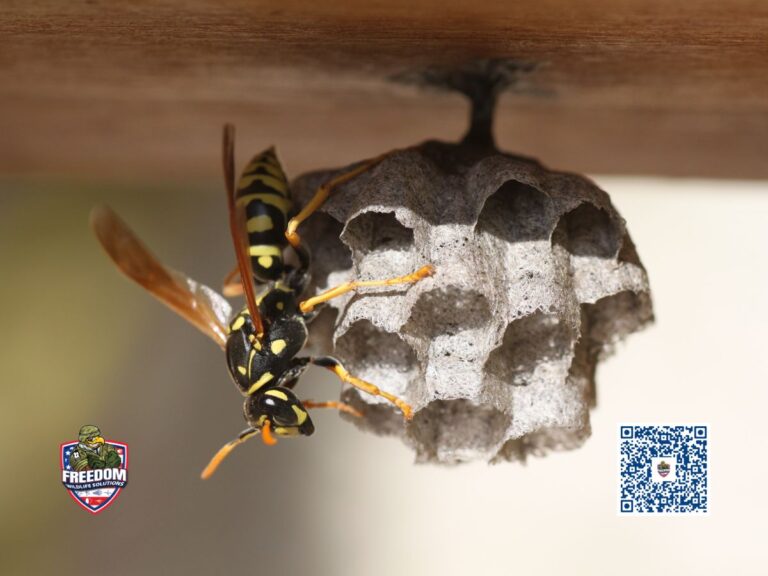 Freedom Wildlife Solutions: Pest Control Clayton & Raleigh NC
