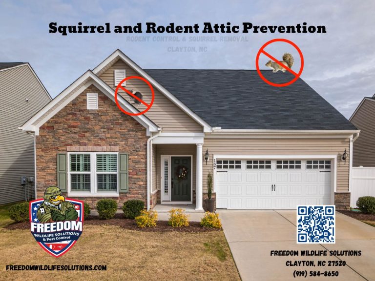 Squirrel and Rodent Attic Prevention: How to Protect Your Home This ...