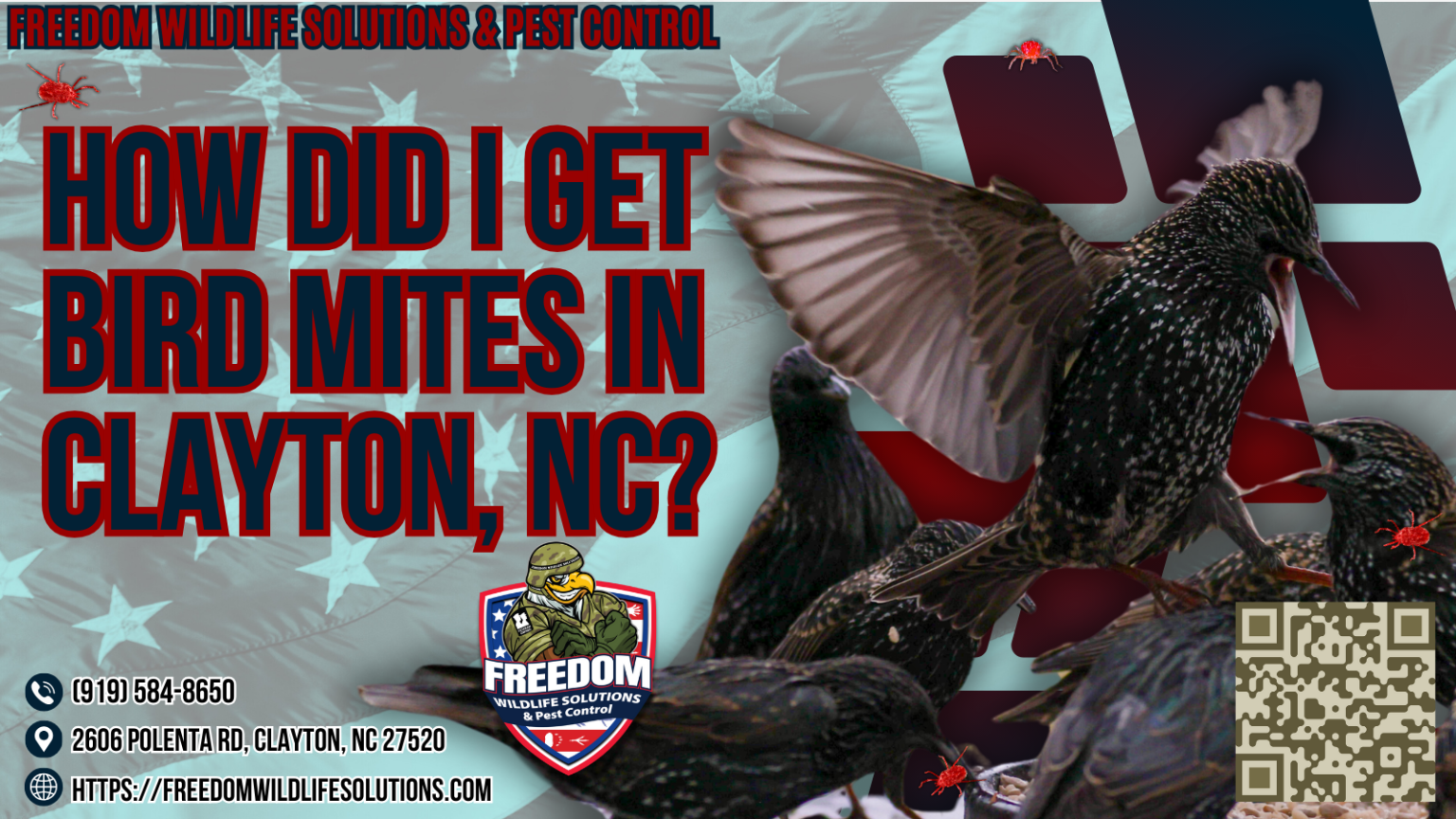 How Did I Get Bird Mites? - Freedom Wildlife Solutions & Pest Control