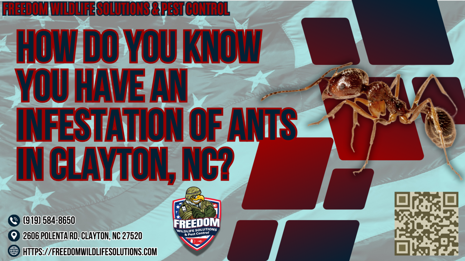 How Do You Know You Have an Infestation of Ants? - Freedom Wildlife ...