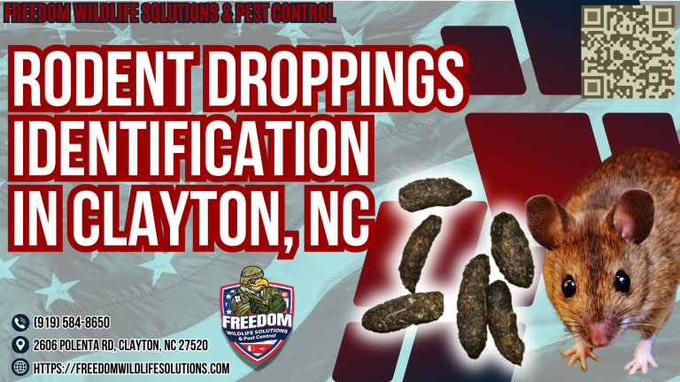 Rodent Droppings Identification - Freedom Wildlife Solutions & Pest Control